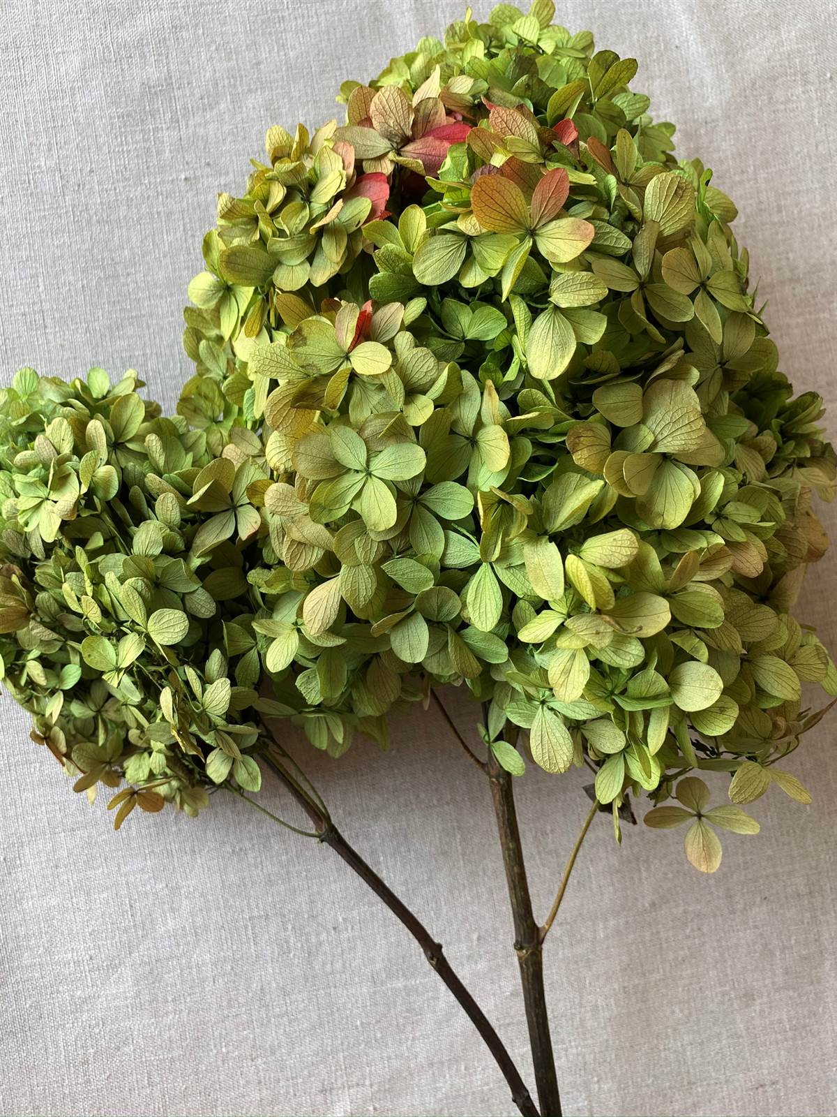 Dried Limelight Hydrangea Bunches – Maison Smith